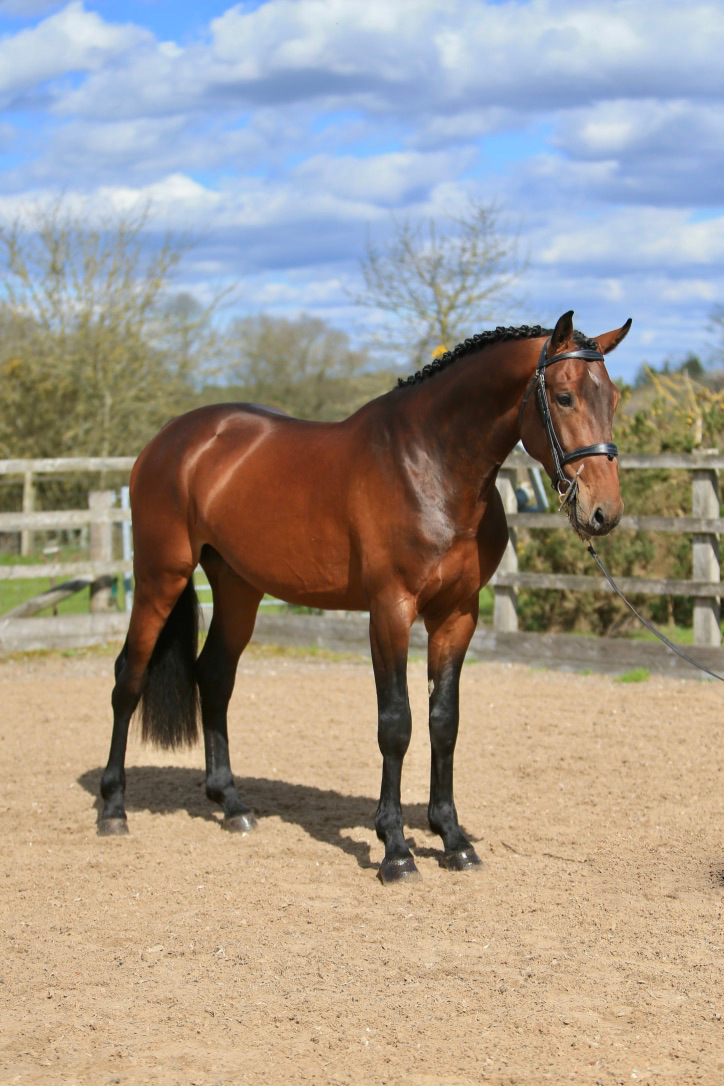 Harrington Stables Horse Sales