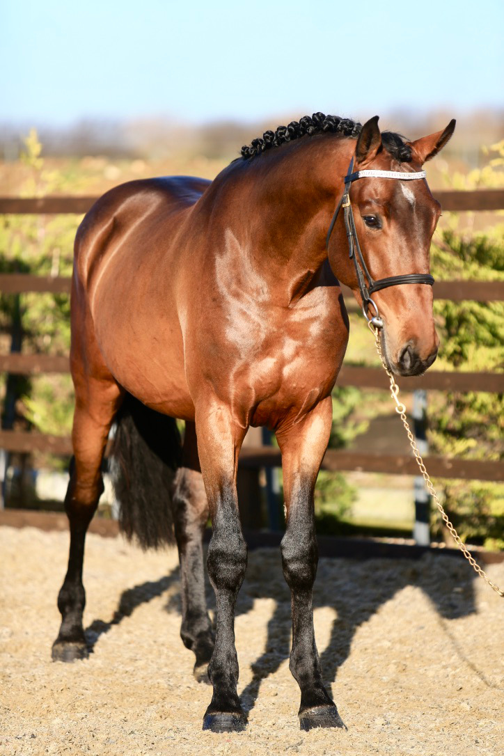 Harrington Stables Horse Sales