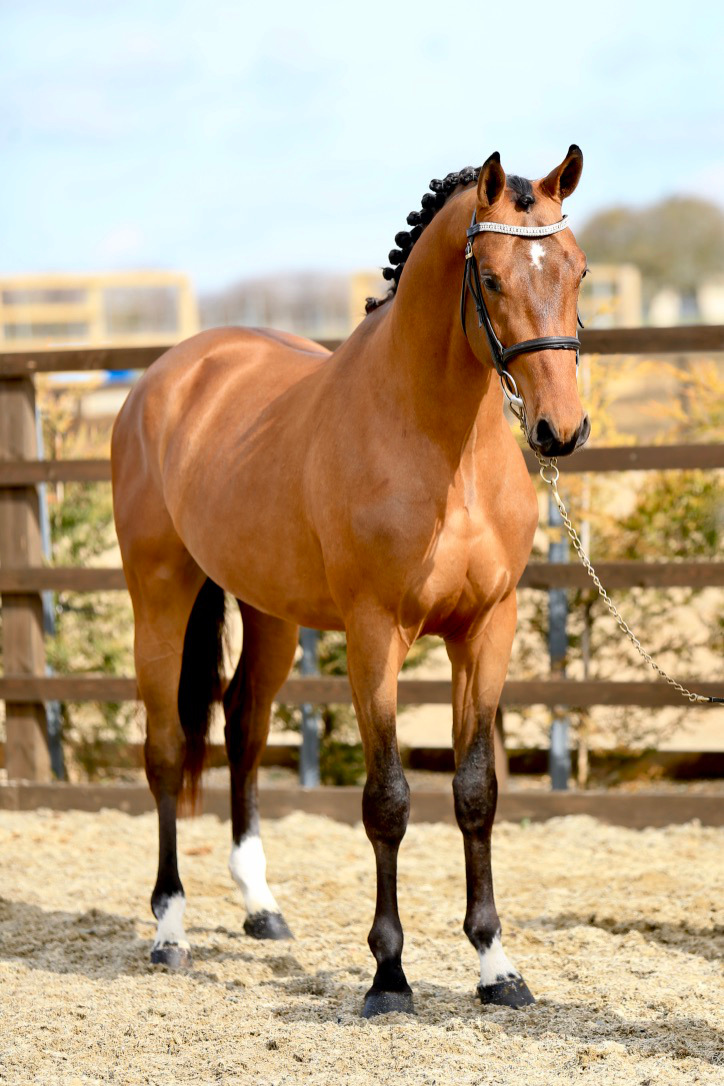 Harrington Stables Horse Sales