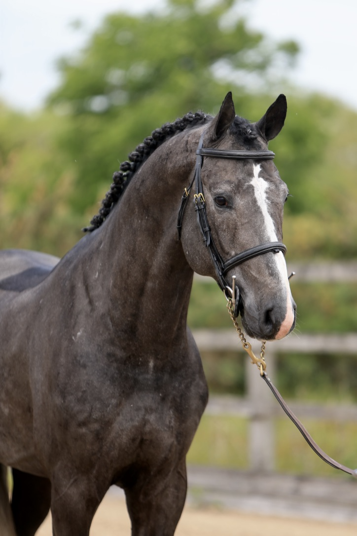 Harrington Stables Horse Sales