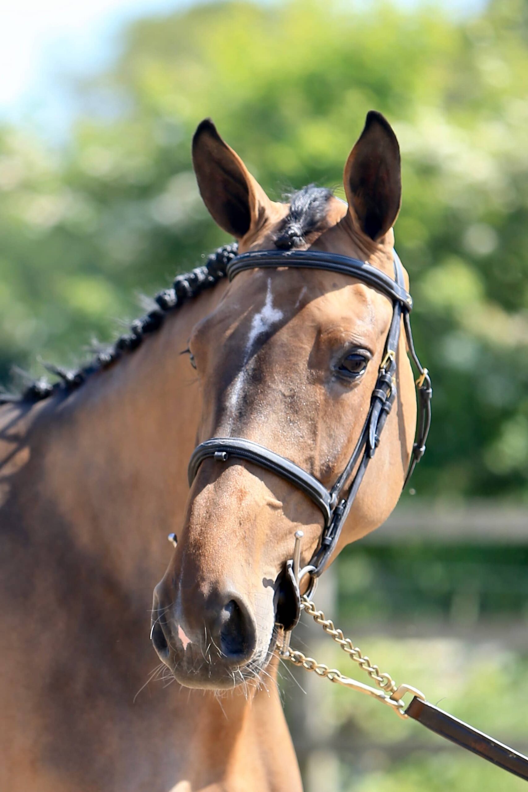 Harrington Stables Horse Sales