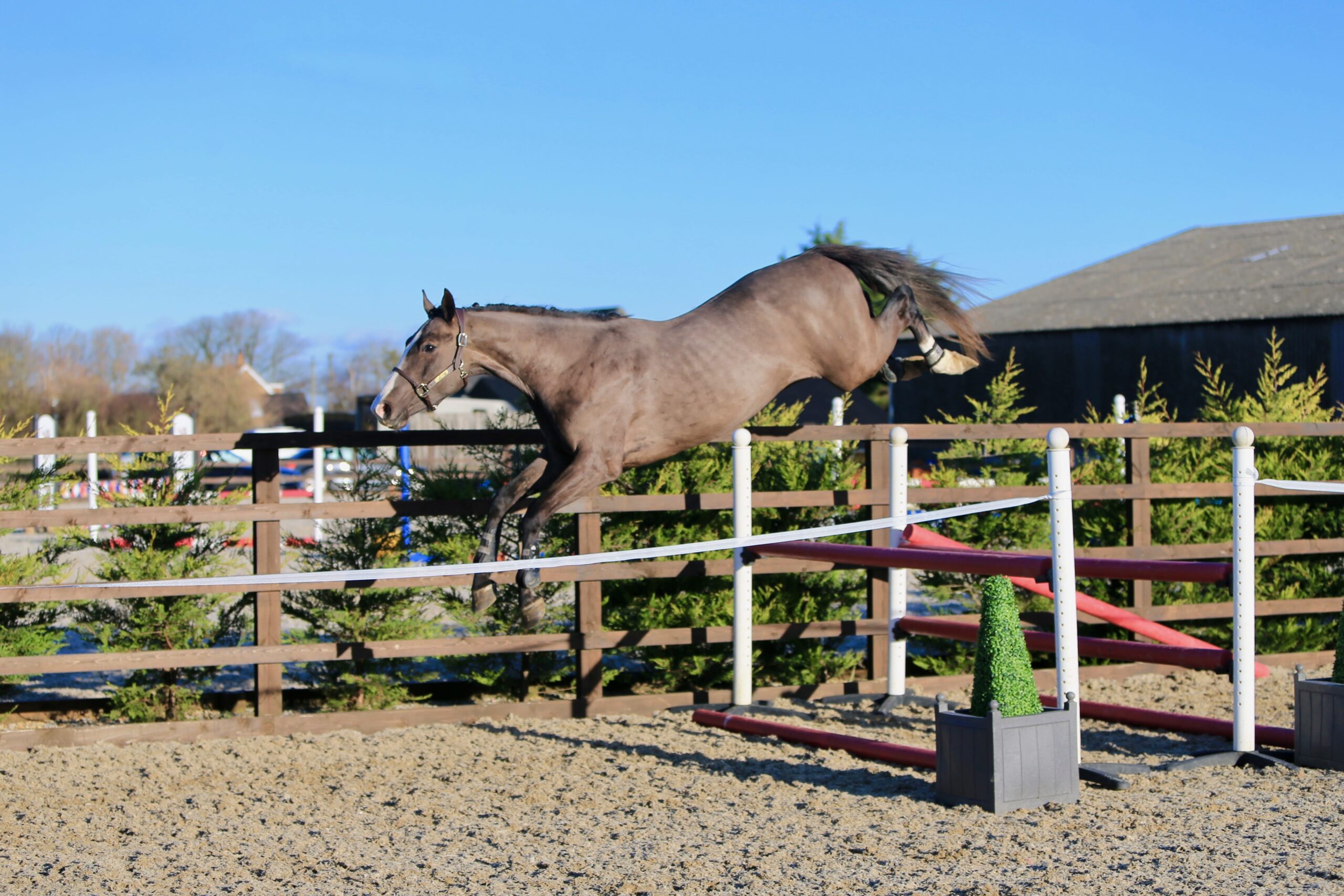 Harrington Stables Zlatan RS