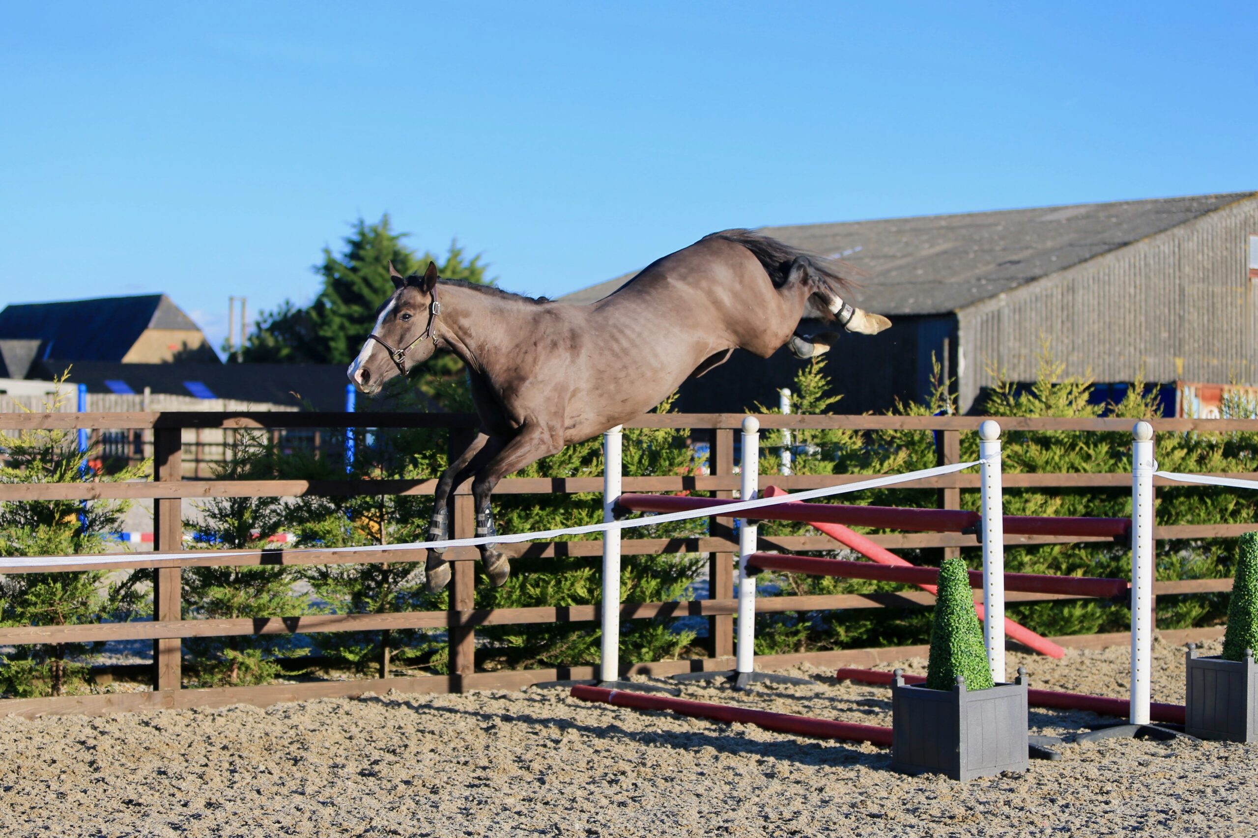 Harrington Stables Zlatan RS