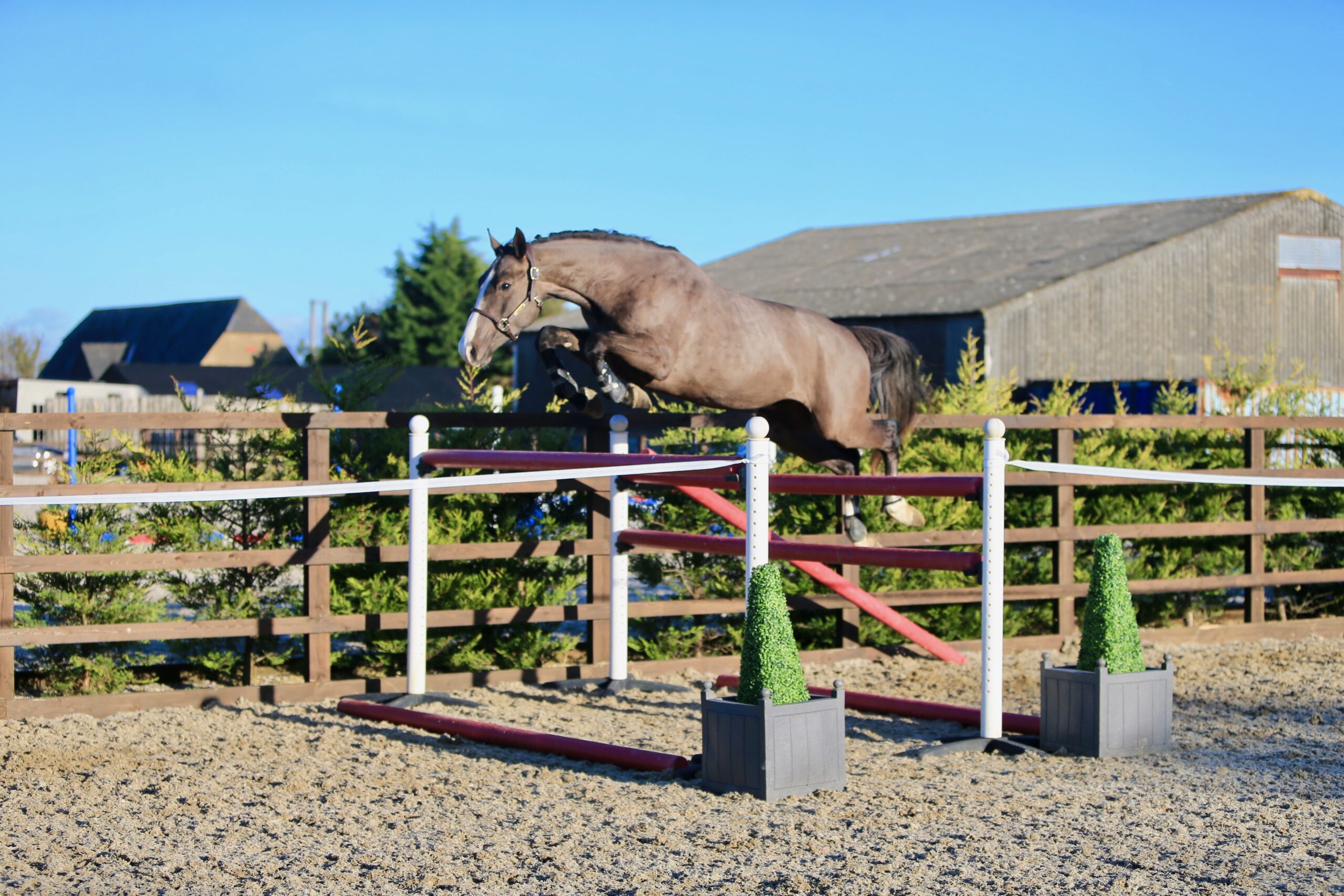 Harrington Stables Zlatan RS